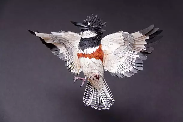 Belted kingfisher (Megaceryle alcyon)