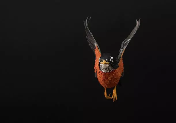 ຄົນອາເມຣິກັນ robin (Turdus migratorius)