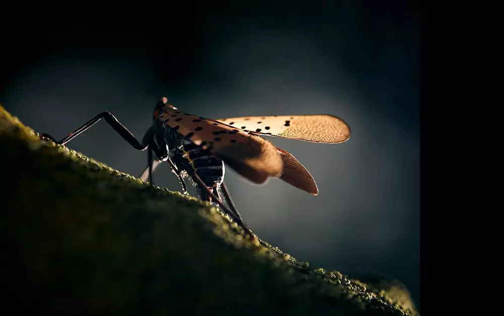 Os cientistas podem parar a praga da mosca da lanterna manchada?
