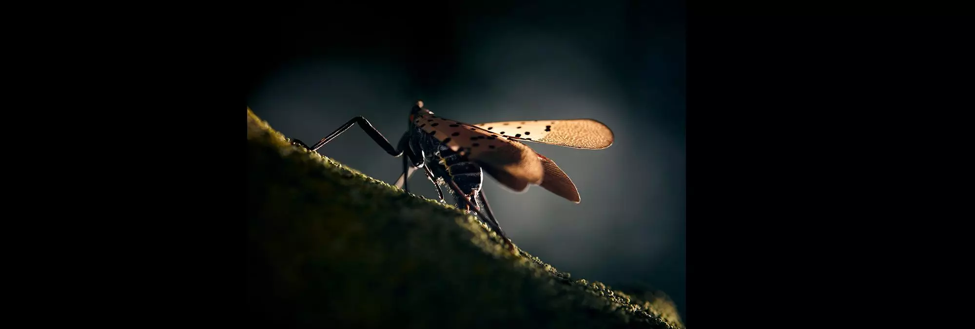 Os cientistas podem parar a praga da mosca da lanterna manchada? 19313_1