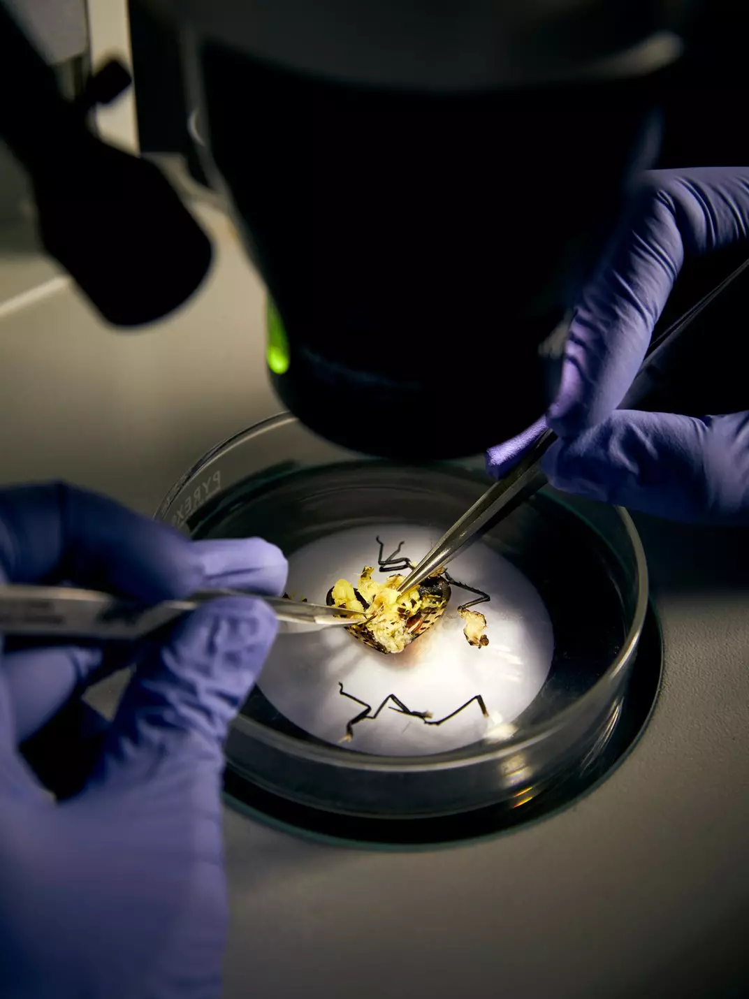En forsker fra Penn State dissekerer en kvinnelig lanterneflue
