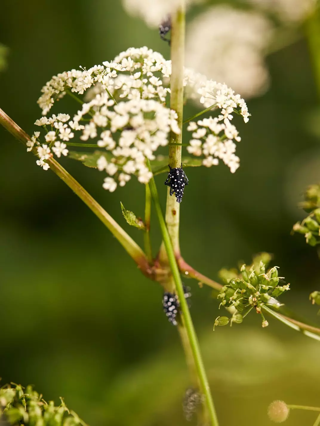 Lanternflies (yechitatu-nhanho instars) kudya pamaruva emusango