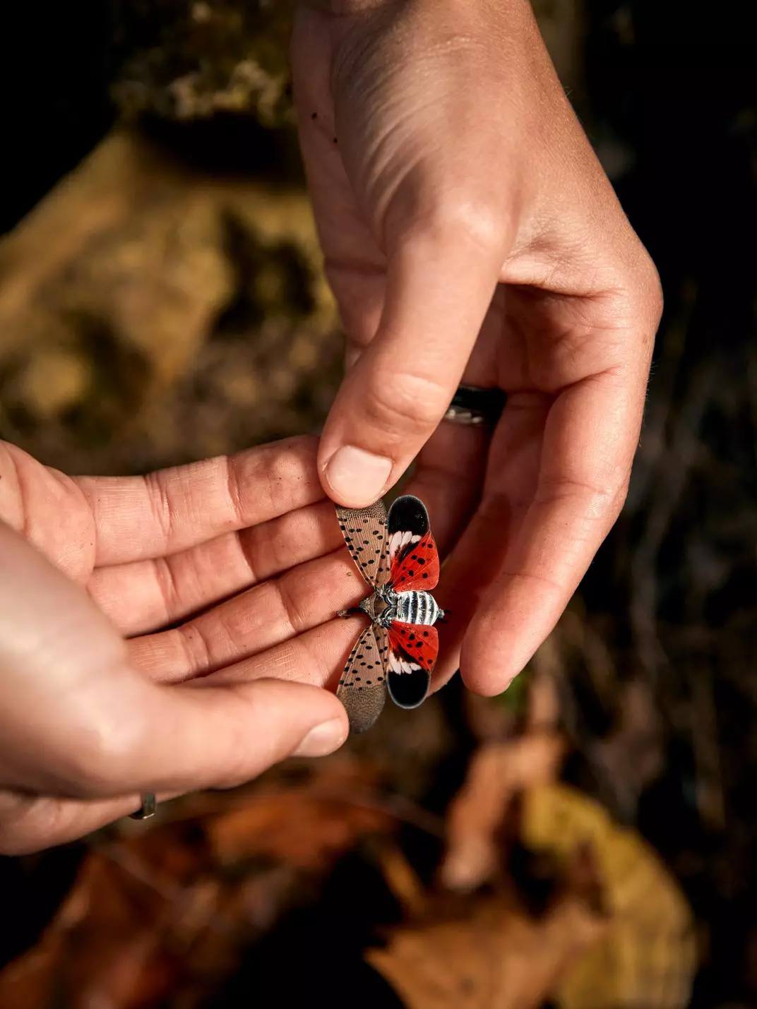 A mosca da lanterna manchada