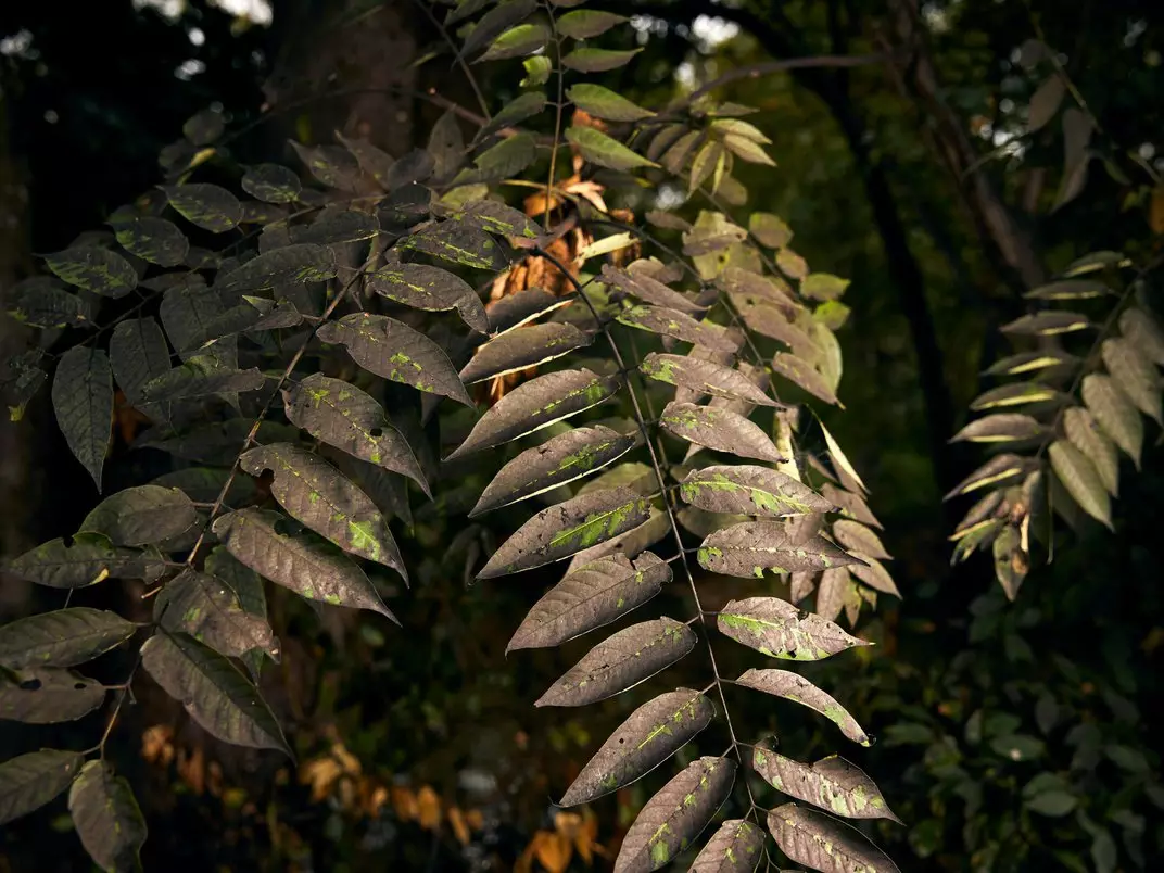 লণ্ঠন গাছ আক্রমণ করছে