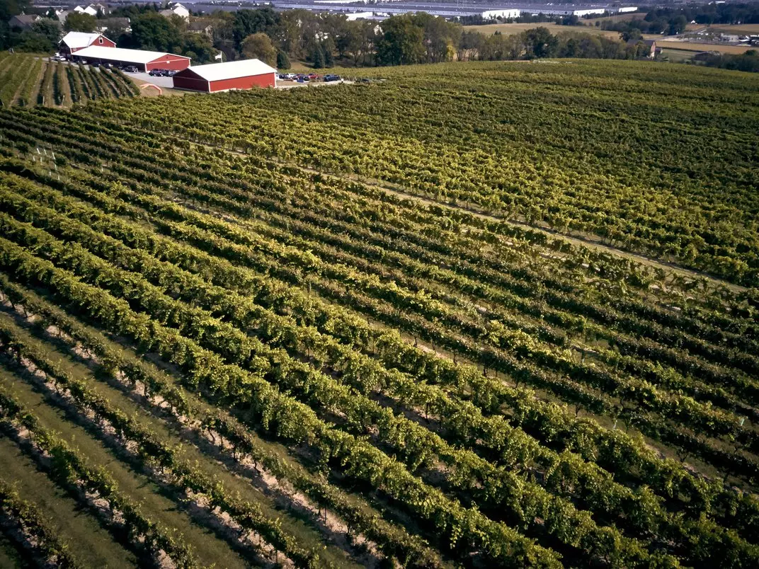 Iidiliya zeVynecrest & Winery