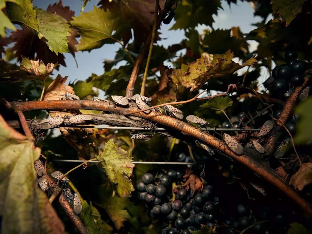 Les adultes essaiment alors que les raisins mûrissent pour la récolte