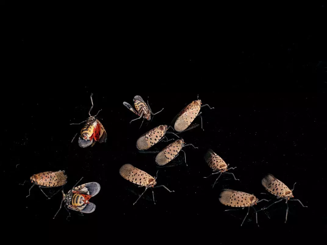 Lanternflies sa lab