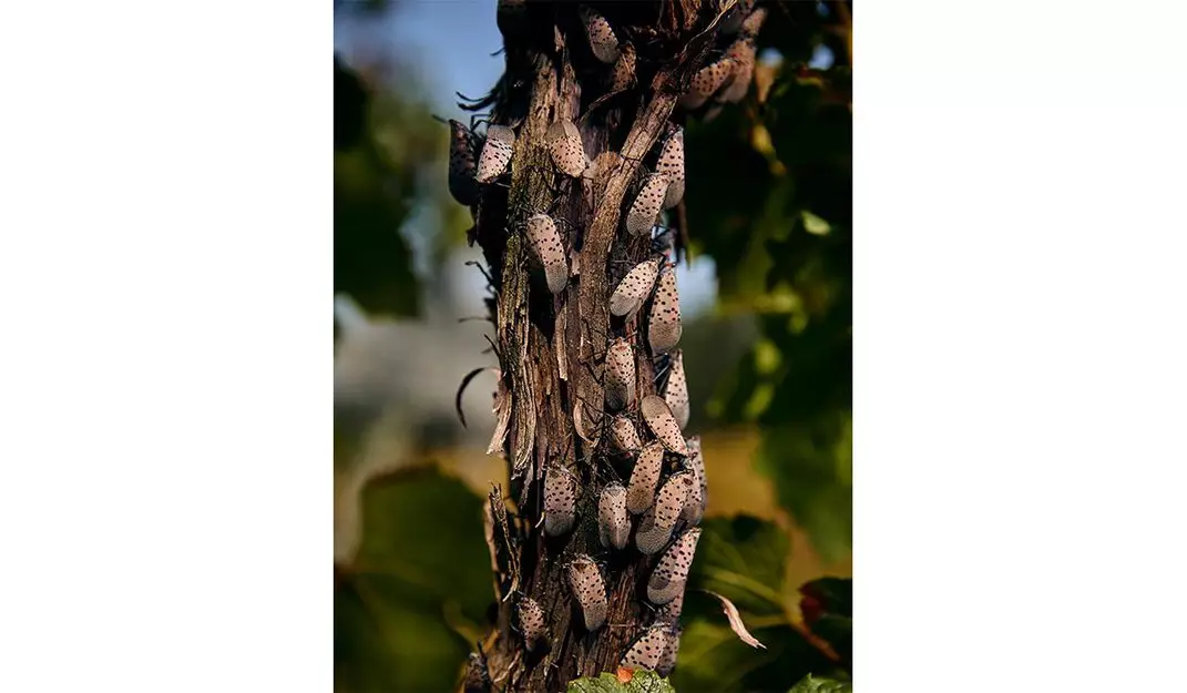 Maaari bang Pigilan ng mga Siyentipiko ang Salot ng Spotted Lanternfly? 19313_7