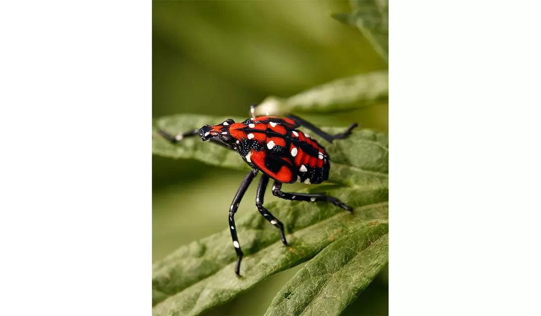 Kodi Asayansi Akhoza Kuletsa Mliri wa Ntchentche Zotchedwa Spotted Lanternfly? 19313_8