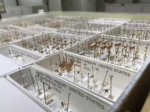 Ящик с приколотыми взрослыми комарами из Национальной коллекции комаров Смитсоновского национального музея естественной истории. Показанные здесь образцы были недавно оцифрованы. Это означает, что их биономическая информация хранится в базе данных, а отдельные экземпляры каталогизируются. (Дэвид Пекор, WBRU)