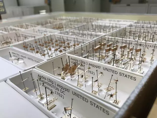 Smithsonian ၏ National Museum of Natural History ၏ National Mosquito Collection မှ တွယ်ချိတ်ထားသော အရွယ်ရောက်ခြင်များ၏ အံဆွဲတစ်ခု။ ဤနေရာတွင် ပြသထားသော နမူနာများကို မကြာသေးမီက ဒစ်ဂျစ်တယ်ပုံစံ ပြုလုပ်ခဲ့သည်။ အဓိပ္ပါယ်မှာ၊ ၎င်းတို့၏ ဇီဝဗေဒဆိုင်ရာ အချက်အလက်များကို ဒေတာဘေ့စ်တွင် ထည့်သွင်းထားပြီး တစ်ဦးချင်းစီ နမူနာများကို အမျိုးအစားခွဲထားသည်။ (David Pecor၊ WBRU)