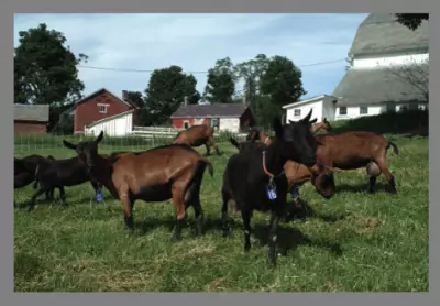 Hooikoors: Bokboerdery en kaasmaak in Vermont