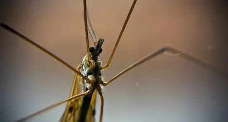 Cómo los mosquitos superan a los humanos en inteligencia