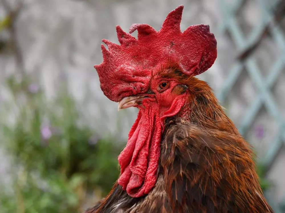 Морис нэртэй азарган тахиа донгодож болно, Францын шүүхийн дүрэм