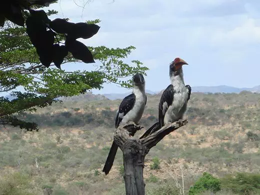 Dag 1: Att se Kenya från himlen 19490_15