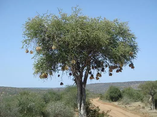 Dag 1: Att se Kenya från himlen 19490_18