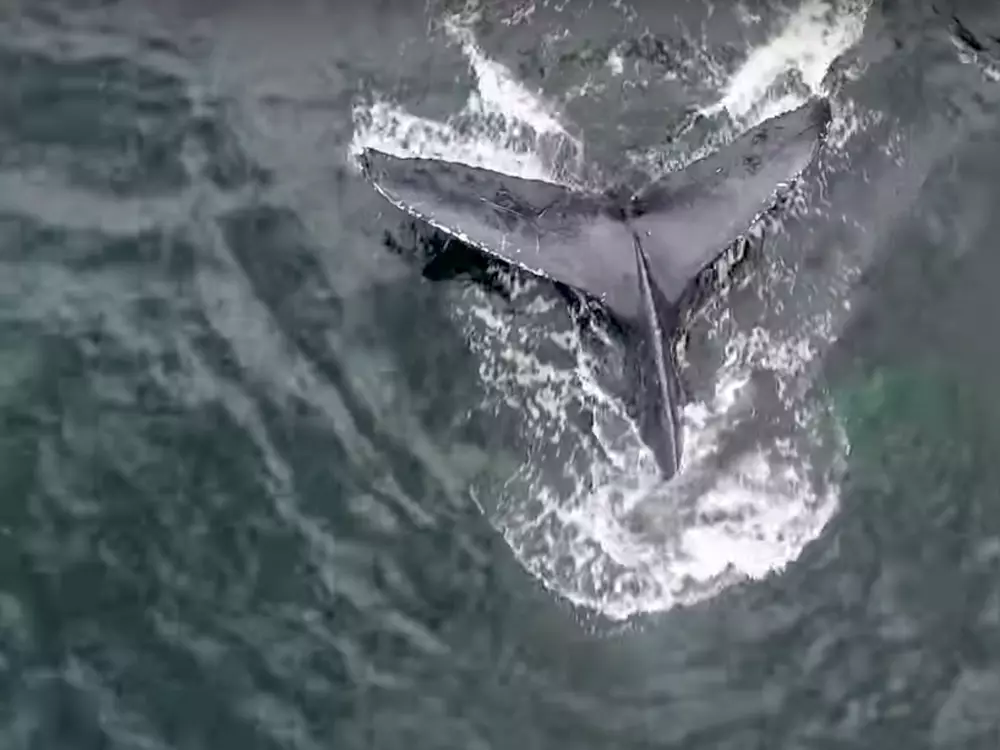 Nakakabighaning Video na Kinukuha ang mga Humpback Whale na Nanghuhuli ng Isda Gamit ang Mga Pula ng Bubbles