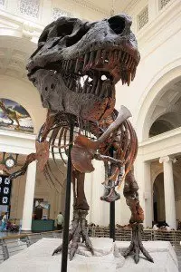 New Exhibit Celebrates Tyrannosaurus "Sue"
