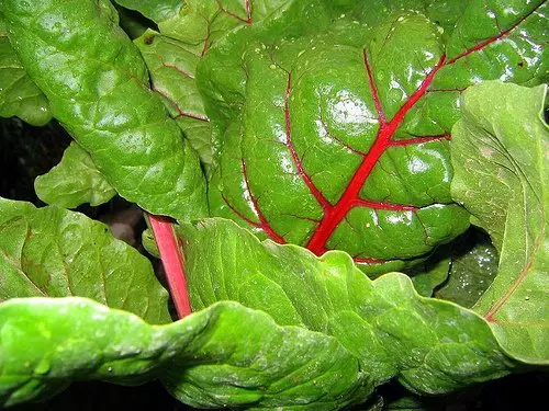 Pizza ea Swiss Chard