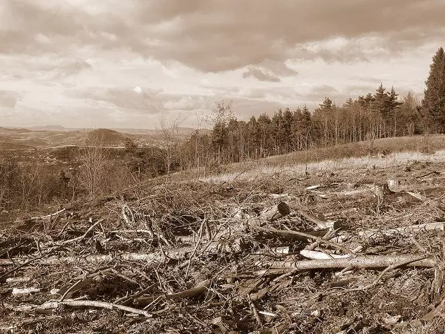 גנגסטרים עצים הורגים את יער הגשם