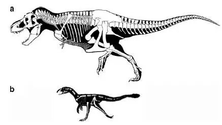 20110520083134tyrannosaurus-dilong-чагыштыру.jpg