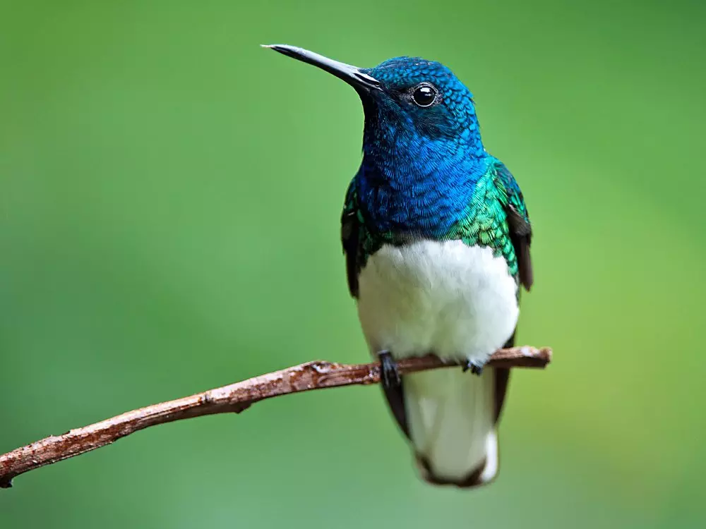 ញី Hummingbirds Masquerade ជាបុរស ដើម្បីជៀសវាងការបៀតបៀន