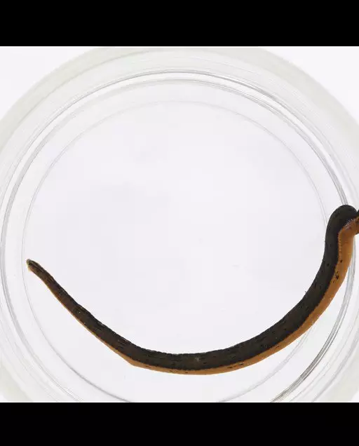 Brown ati osan leech (Macrobdella mimicus) ninu idẹ ti o mọ.