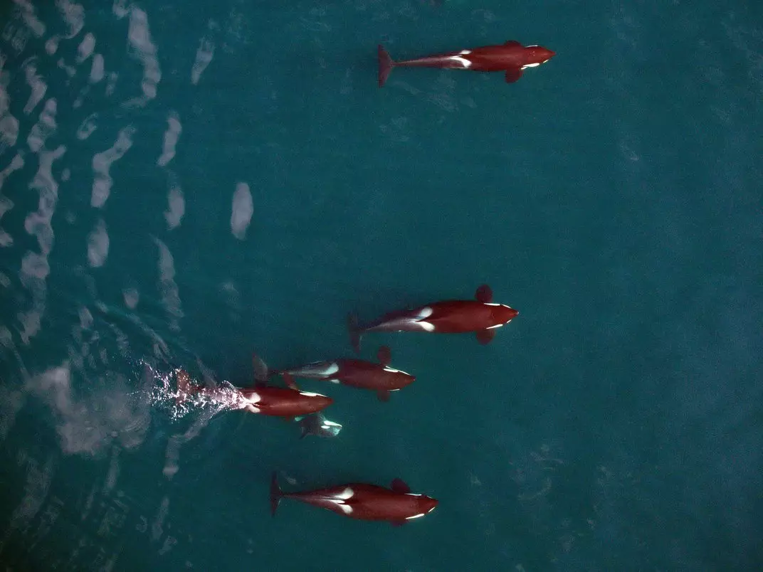 Paano Binubuksan ng Mga Drone sa Langit ang Mga Lihim ng Dagat