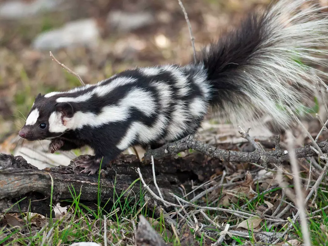 Skunk yenye madoadoa ya Magharibi