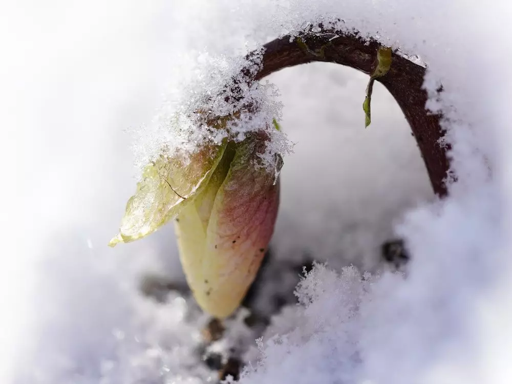 Planten en bisten om 'e wrâld brûke in breed ferskaat oan evolúsjonêre strategyen om hurde winters te oerlibjen.