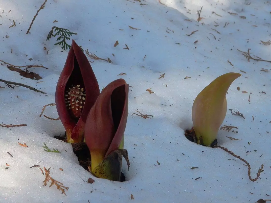 Røde og gule blomster i snø.