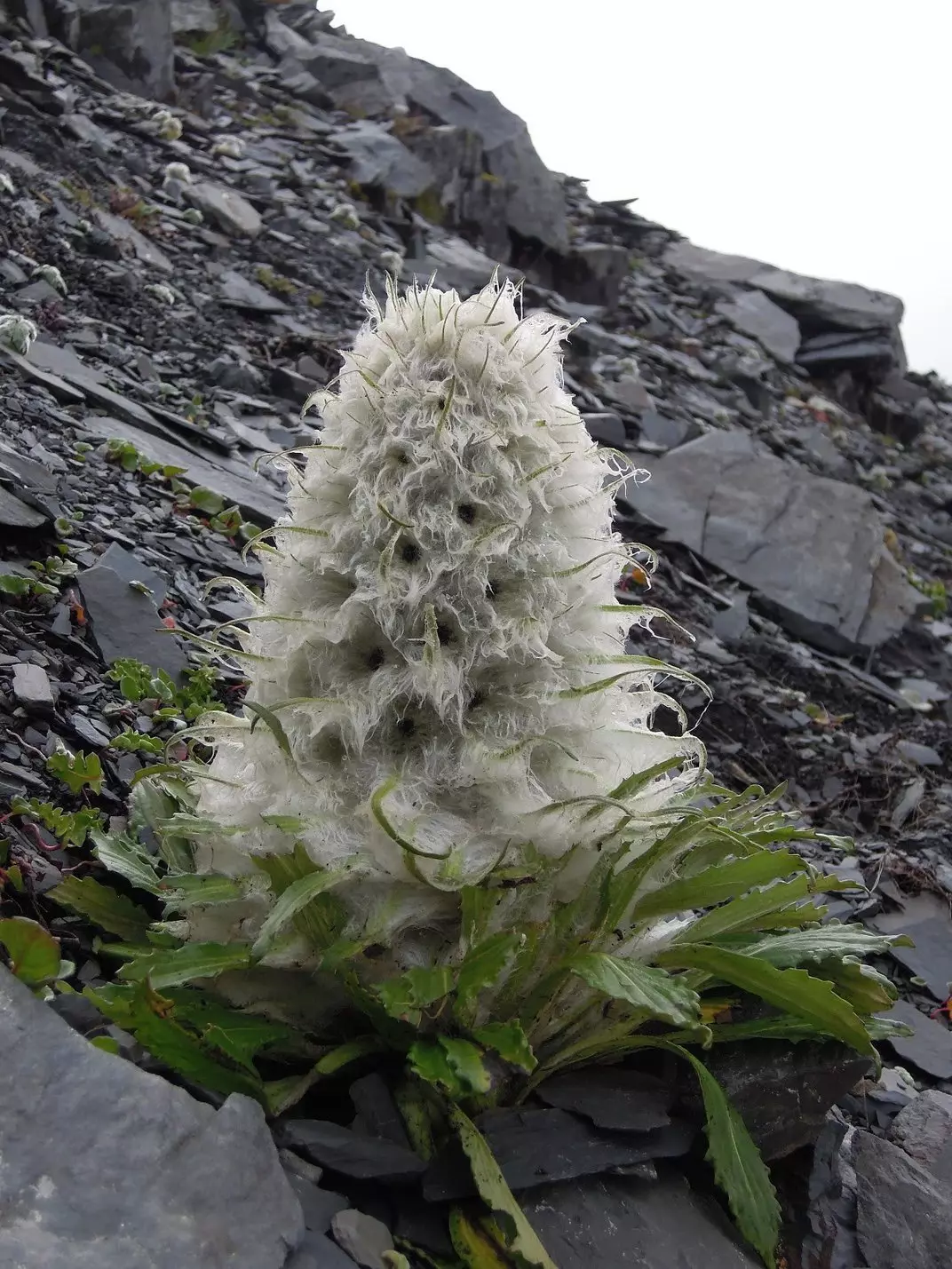 Planta blanca i verda en un turó rocós.