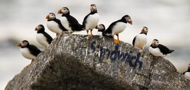 Puffins sou Eastern Egg Rock