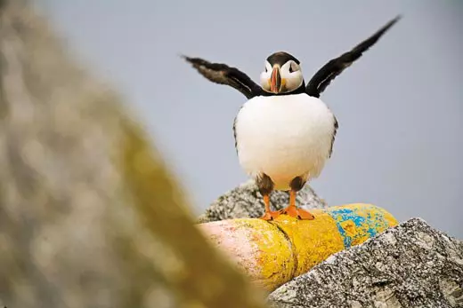 A Puffin dawowa 19669_10