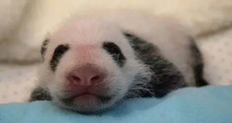 The panda cub receiving her first veterinary exam