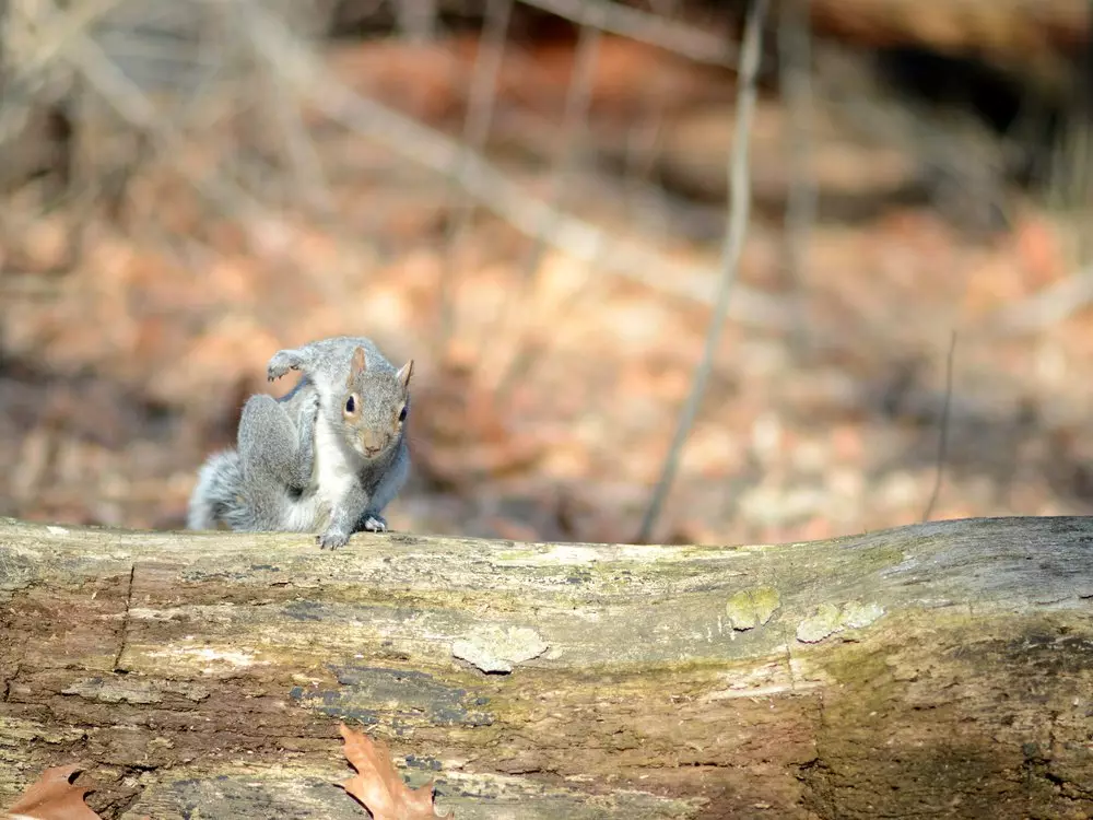 Ib tug squirrel khawb hauv Central Park