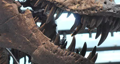 Thomas the T. rex ، إعادة بناء جميلة في متحف التاريخ الطبيعي في لوس أنجلوس.