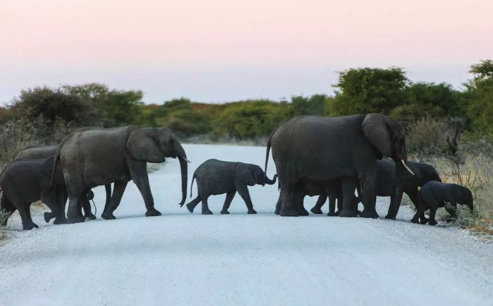 Botswana elefanter