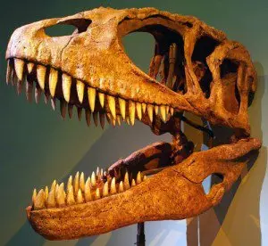 20110520083133череп-уикипедия-carcharodontosaurus-300x276.jpg