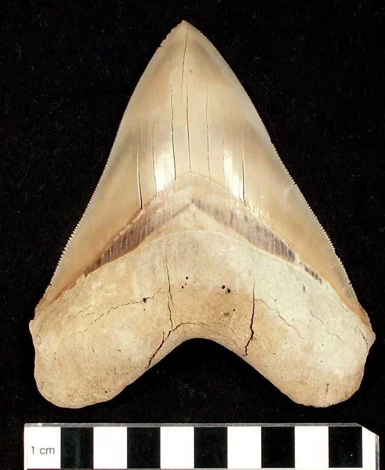 黒の背景に国立自然史博物館のコレクションからのクリーム色のメガロドンの歯の化石