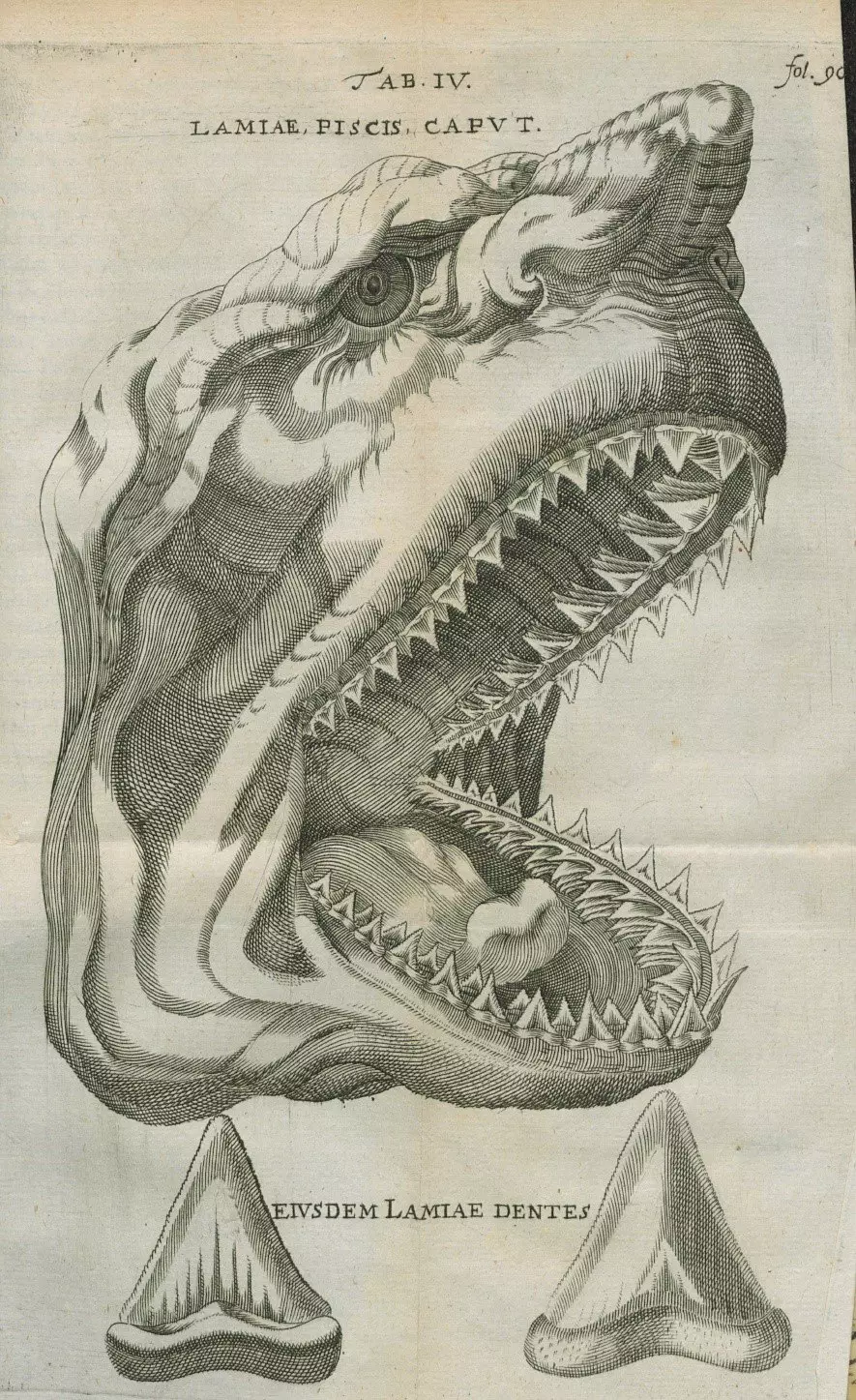 Црно-бел цртеж на глава на мегалодон ајкула со отворени вилици од научниот труд на Николас Стено од 1667 година