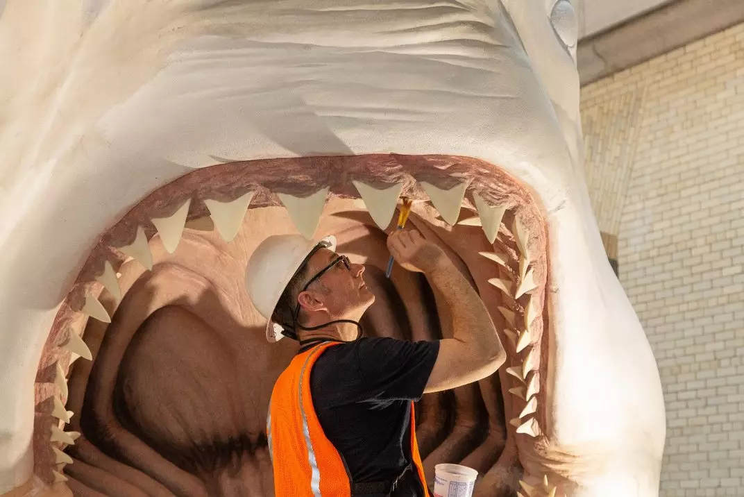 स्मिथसोनियन नेशनल म्यूजियम ऑफ नेचुरल हिस्ट्री में प्रदर्शन पर 52 फुट मॉडल मेगालोडन के मुंह को चित्रित करते वयस्क पुरुष कलाकार