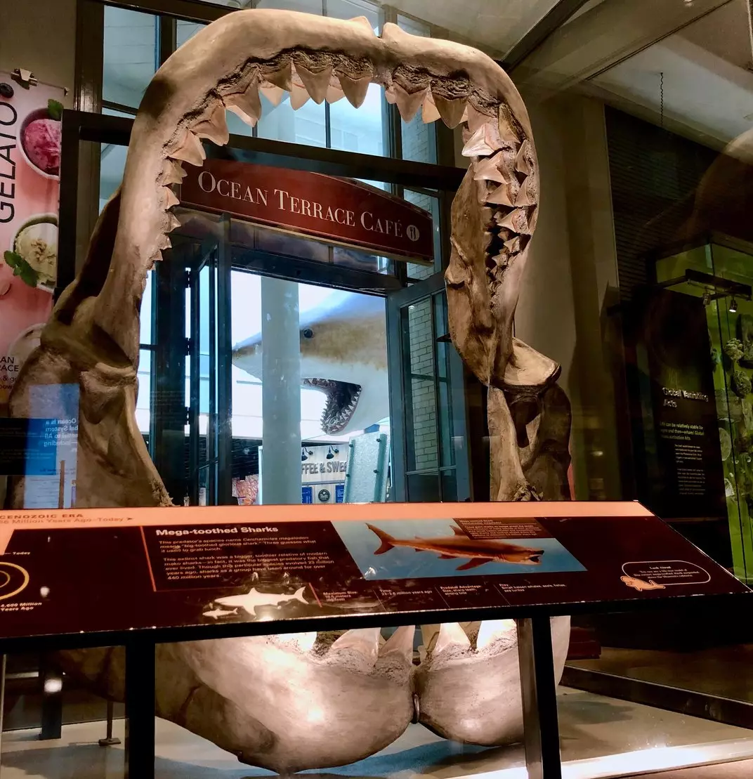 Ny valanoranon'ny antsantsa megalodon fôsily sy ny nify aseho ao amin'ny National Museum of Natural History's Sant Ocean Hall.