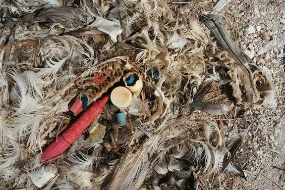 Midway Adaları'nda bir albatros cesedinin içinde bulunan plastik.