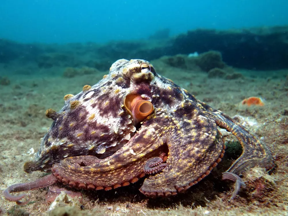 Обикновен сиднейски октопод, който има кафеникавочервен цвят със светли петна на дъното на океана