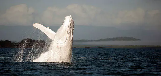 Migaloo, den hvide hval
