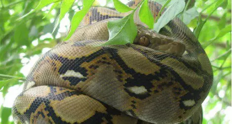 Snakes: The Good, the Bad and the Deadly