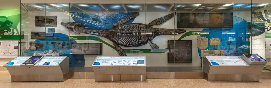 Tele fossil plesiosaur i totonu o se pusa faʻaaliga o loʻo talanoaina ai le evolusione o le sami i le Smithsonian's National Museum of Natural History