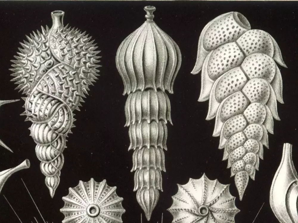 Foraminifera ji Kunstformen der Natur ya Ernst Haeckel. (Ernst Haeckel)