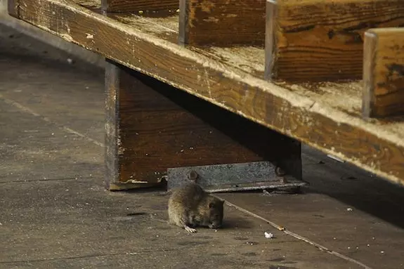 ¿Cuántas enfermedades puede darte una rata de la ciudad de Nueva York?